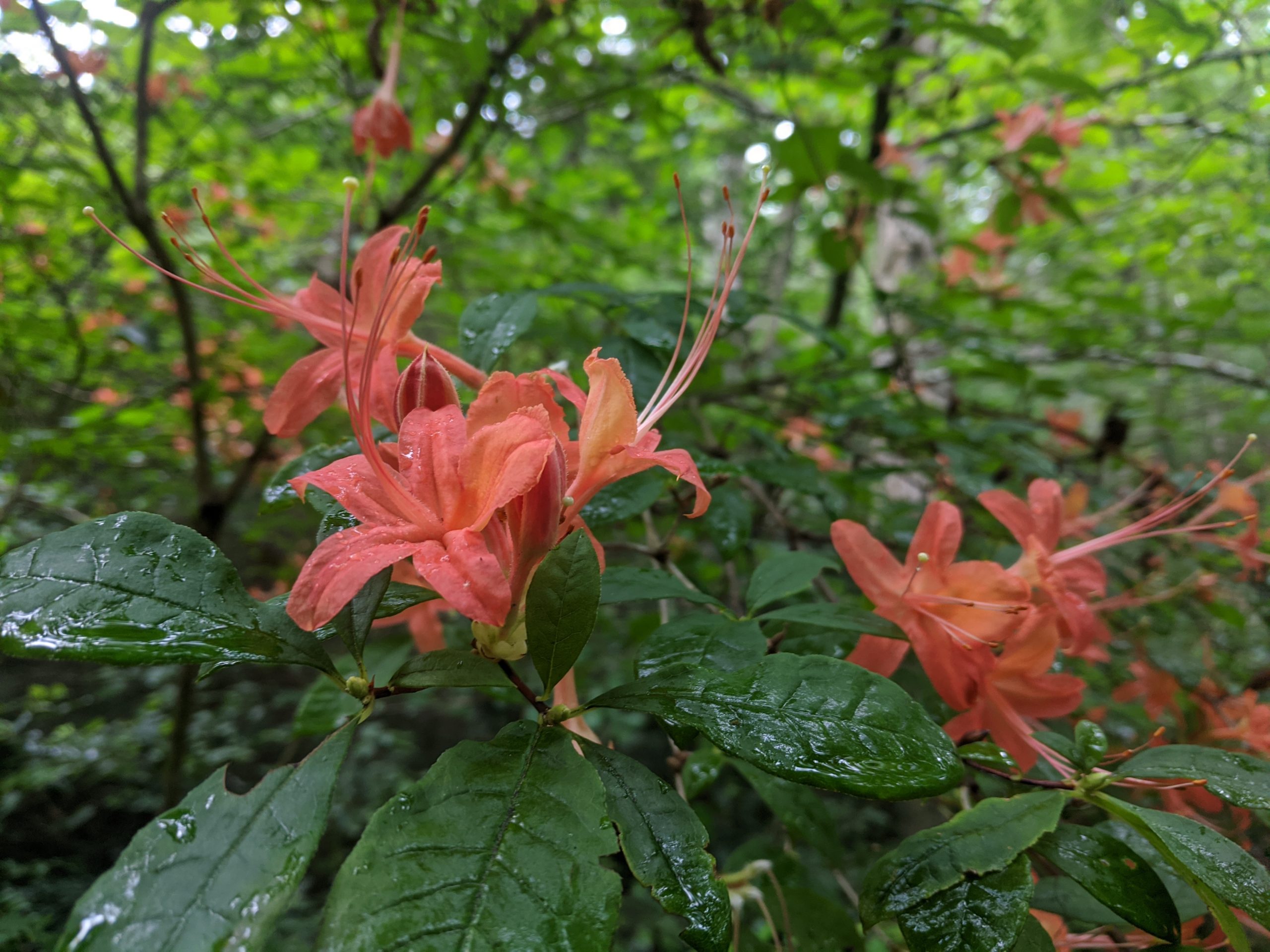 A Changing of the Seasons in Western North Carolina - expatalachians