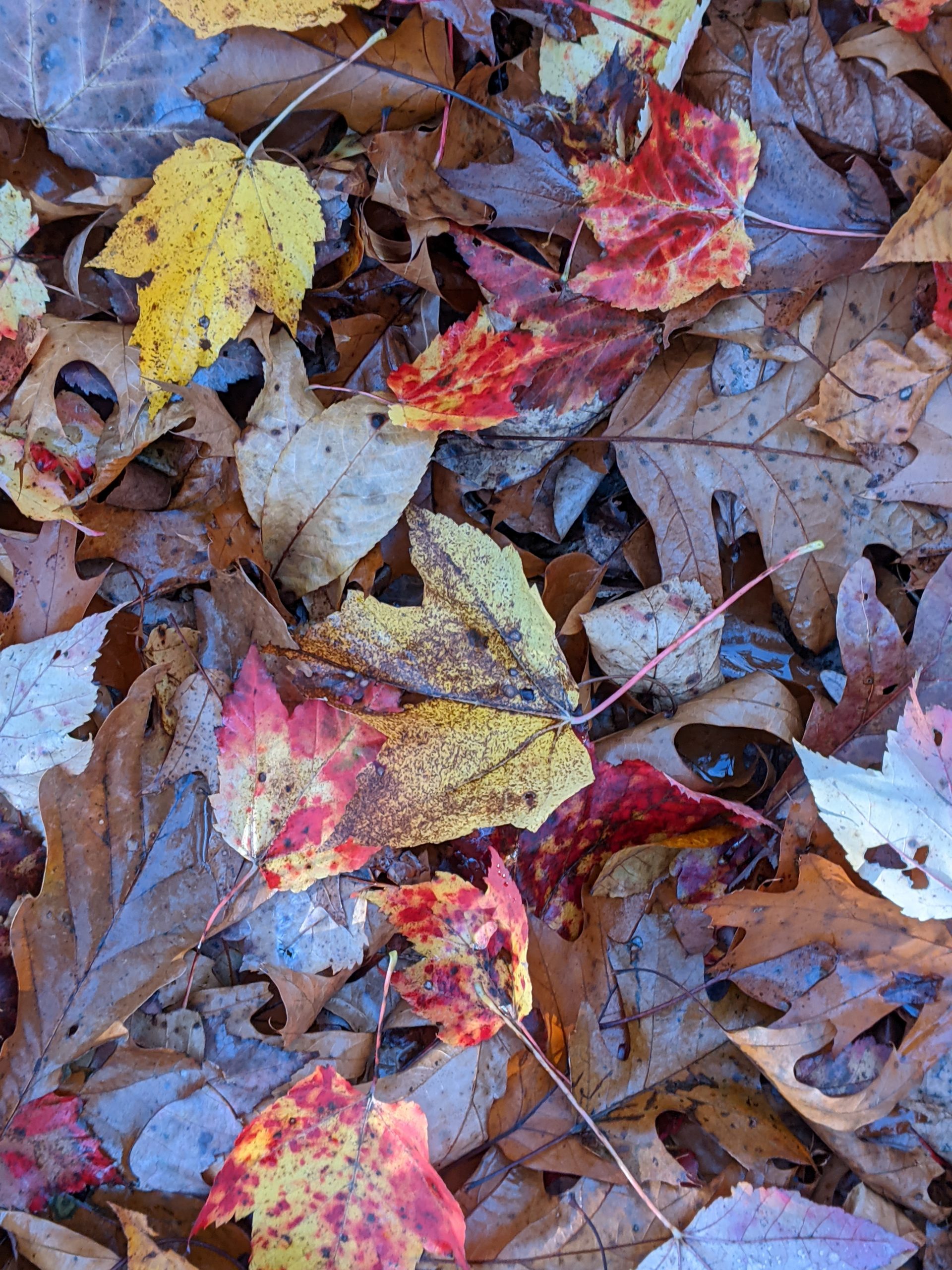 Appalachian Gothic at Hawk Mountain - expatalachians